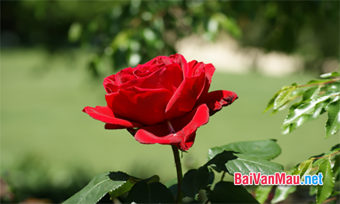 Suy nghĩ về ý nghĩa của câu chuyện sau: Hoa hồng tặng mẹ